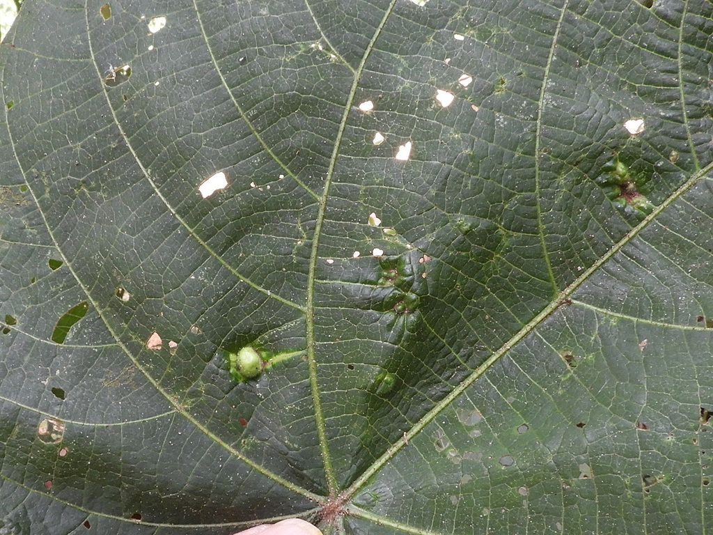 Arthropods from South Nandi Forest, Kaptumo, Kenya on January 8, 2023 ...