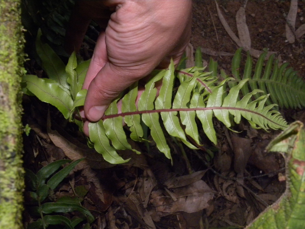 hard ferns from Silvania, Cundinamarca, Colombia on October 24, 2024 at ...