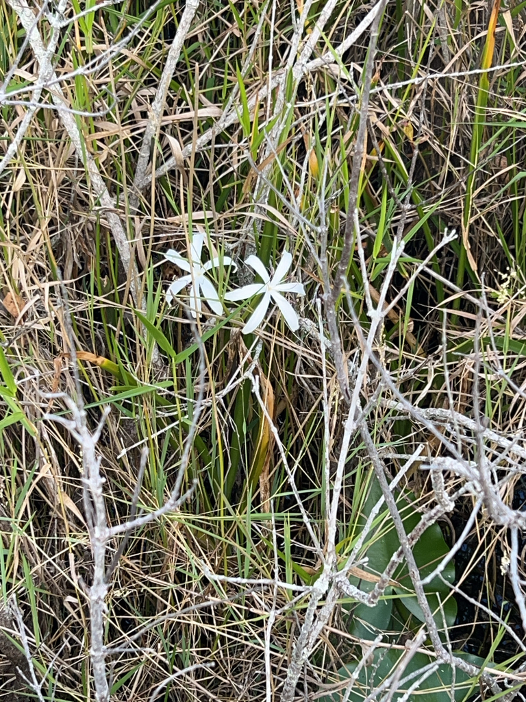 Southern Swamp Crinum from Homestead on December 22, 2024 at 02:28 PM ...