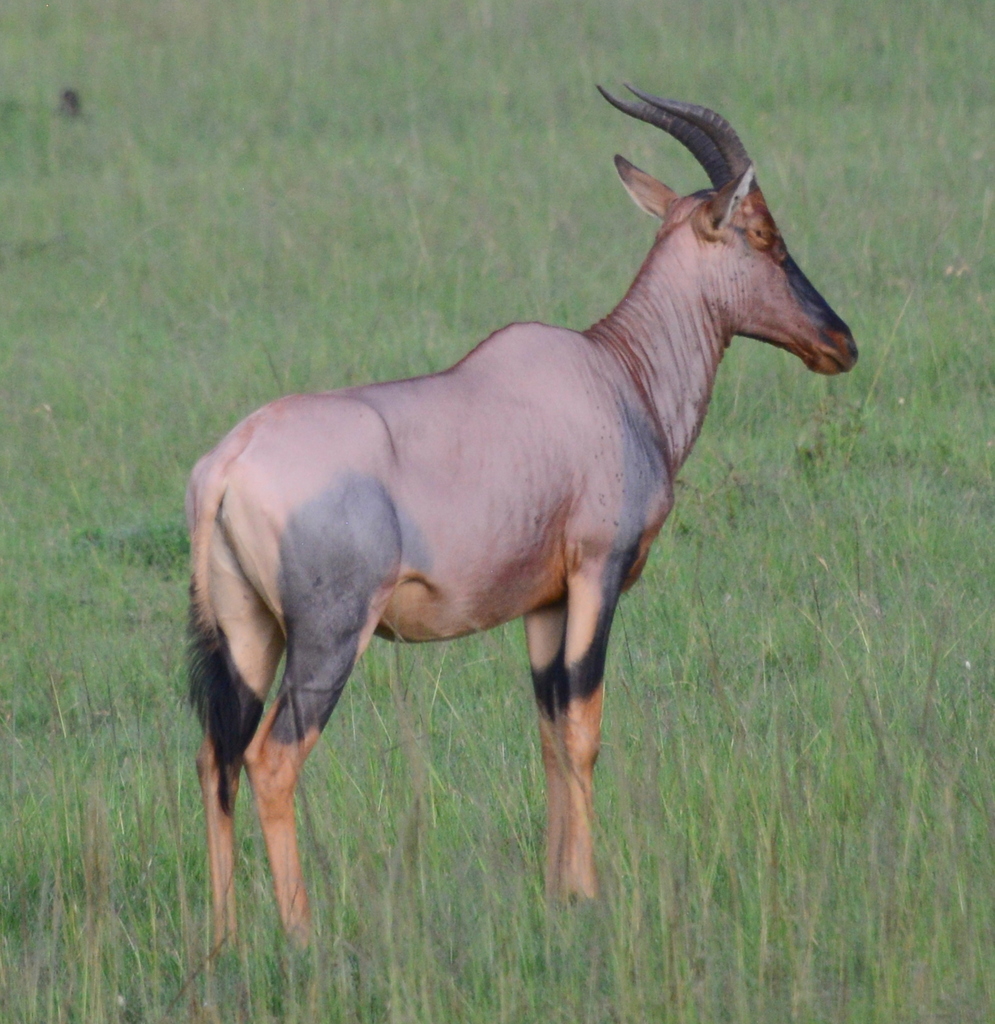 Topi from Masai Mara, Narok West, Narok, Kenya on February 15, 2024 at ...