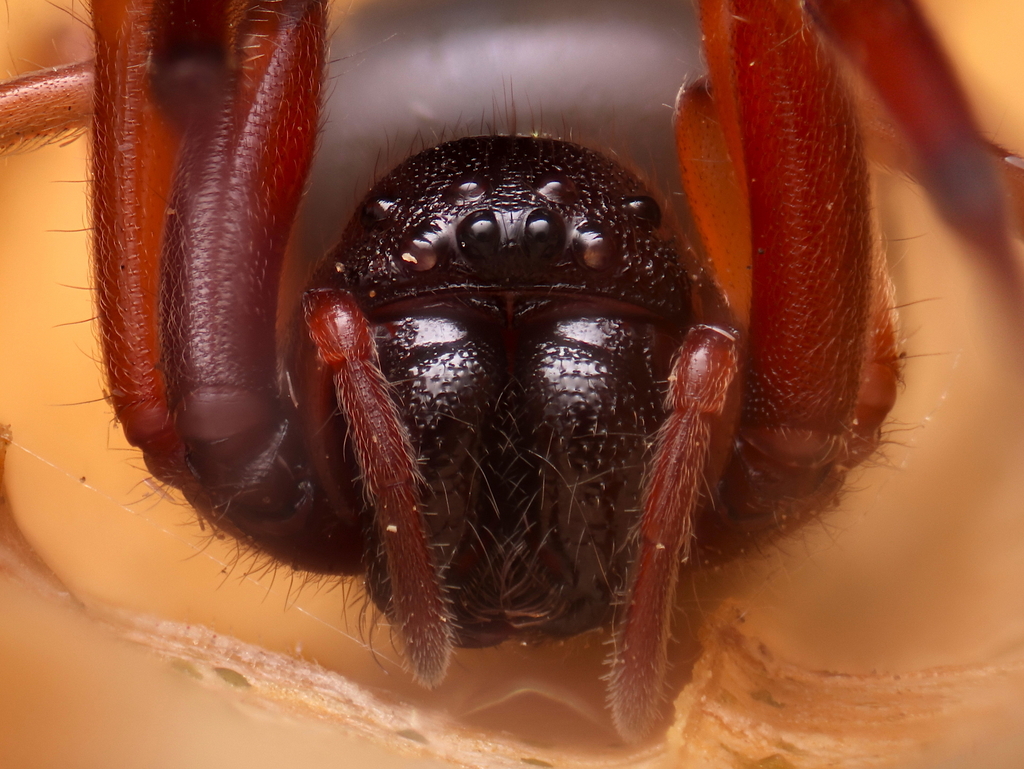 Broad-faced Sac Spider in September 2024 by Matthew Lindsey. Stacked ...