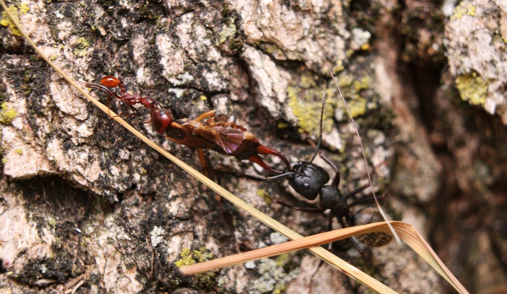 Tennessee Collared Ant in September 2024 by Matthew Lindsey. For the ...