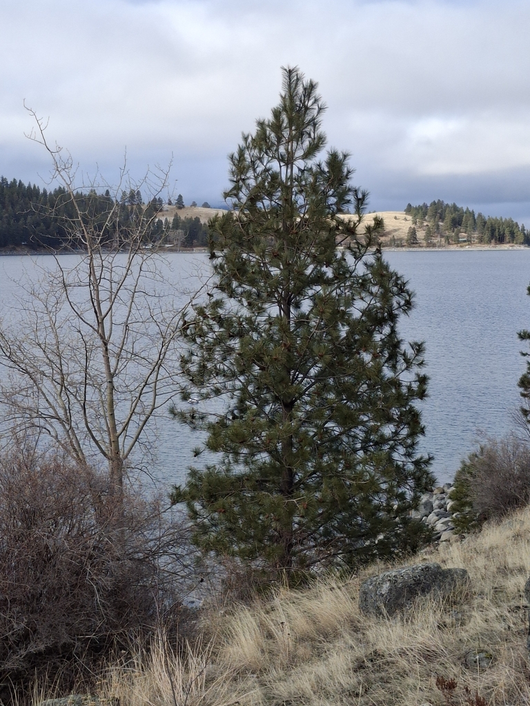 North Plateau Ponderosa Pine from Joseph, OR 97846, USA on December 27 ...
