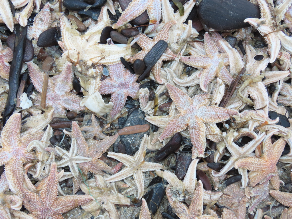 Common Sea Star from Wassenaar, Nederland on December 27, 2024 at 03:37 PM by Rob Westerduijn ...