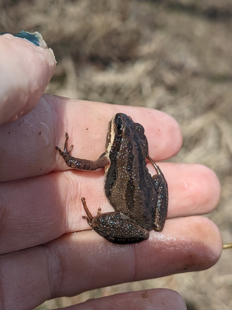 Cajun Chorus Frog in February 2023 by happyrich · iNaturalist