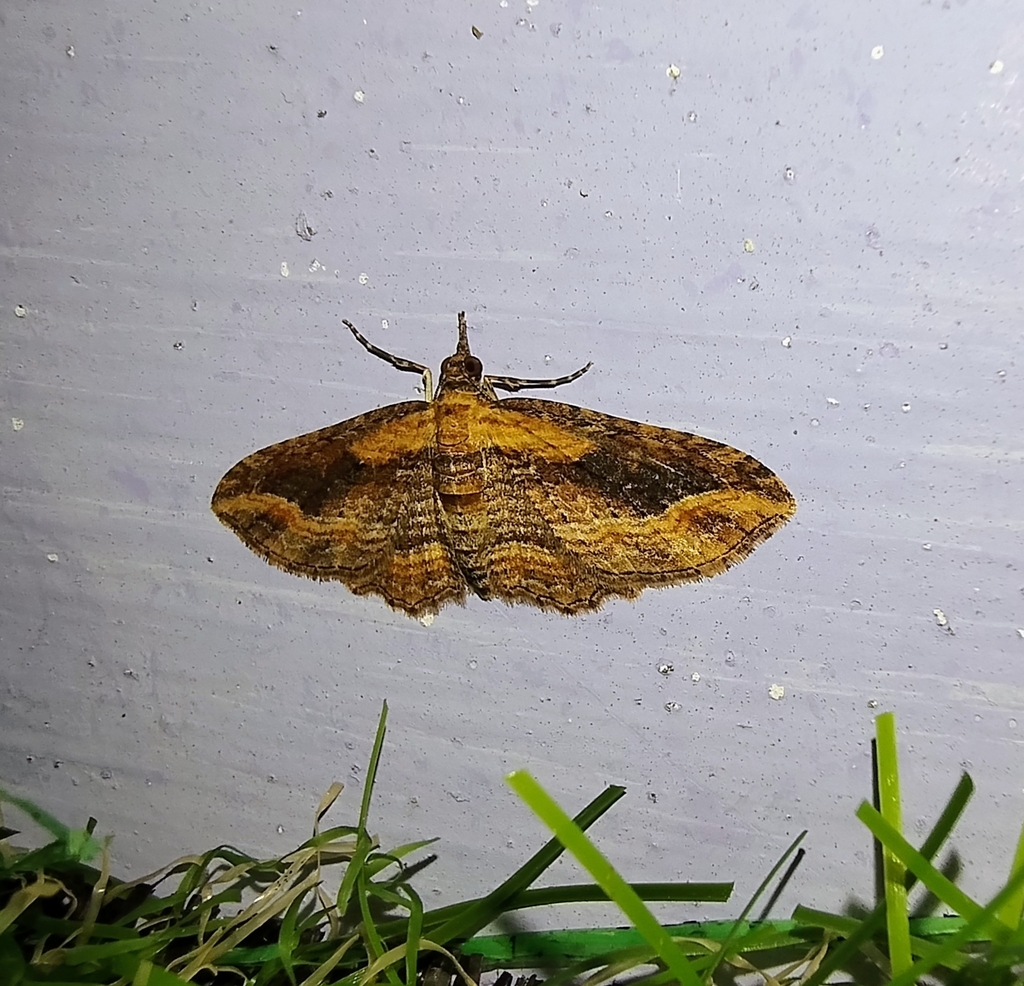 Australian Pug Moth from Forbury Rd, 232, St Clair, Dunedin 9012, New ...