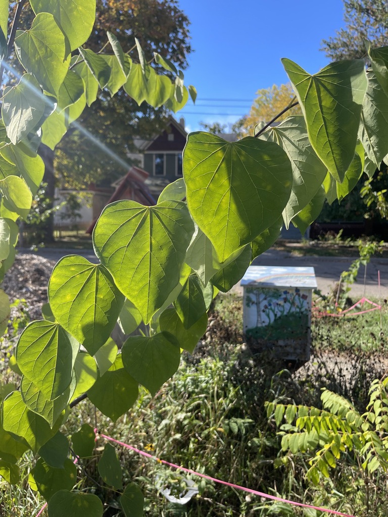 eastern redbud from Vine, Kalamazoo, MI, USA on October 16, 2024 at 02: ...