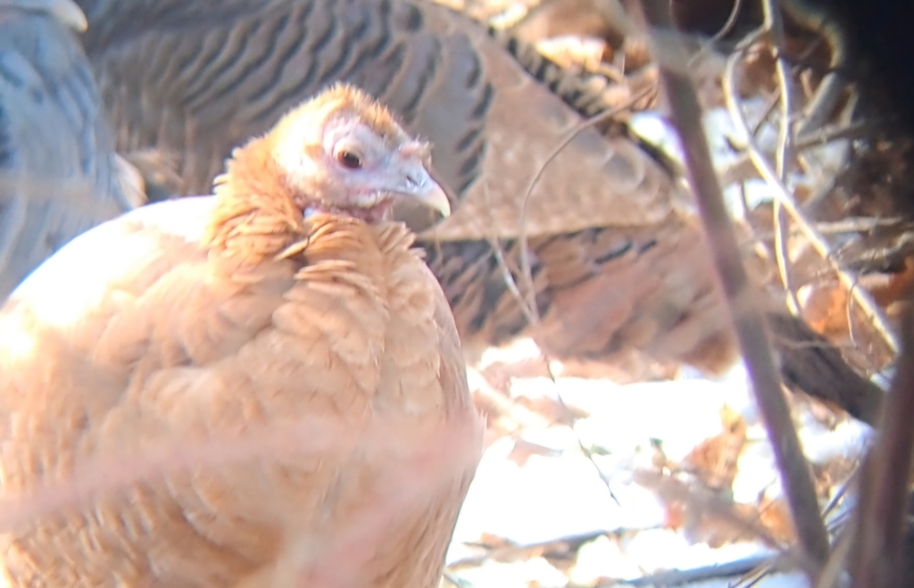 Wild Turkey from Castleton Corners, Staten Island, NY, USA on December ...