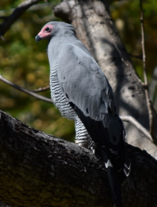 Madagascar Harrier-Hawk (Polyboroides radiatus) - Avian Discovery