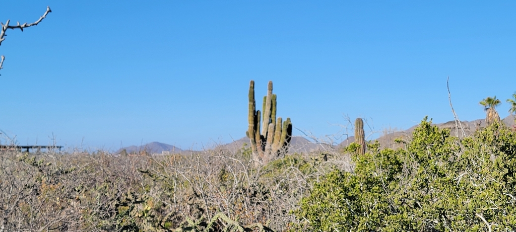 Cardón desde 23363 BCS, Mexico el 22 de diciembre de 2024 a las 03:41 ...