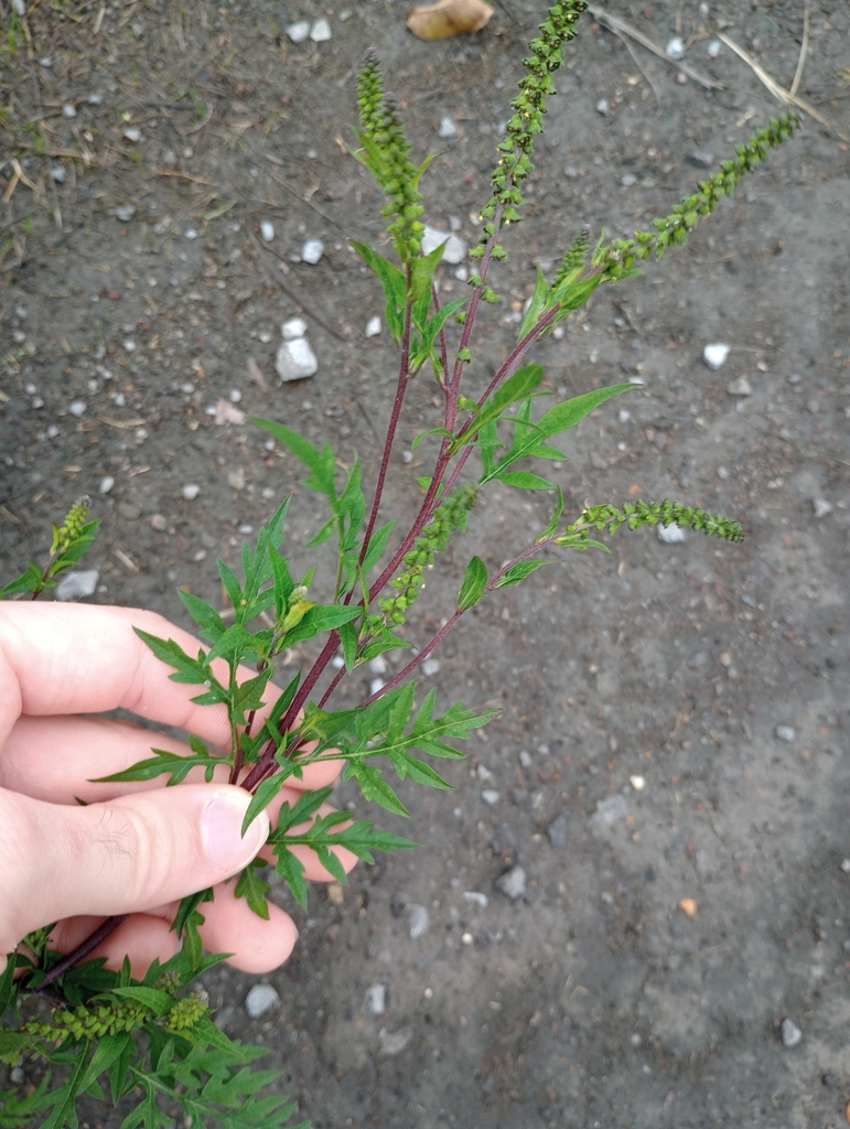 common ragweed from Biloxi, MS 39530, USA on December 26, 2024 at 03:30 ...