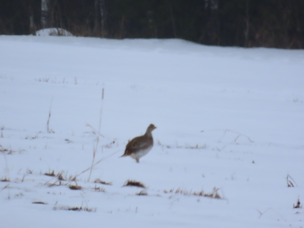 Sharp-tailed Grouse from Rudyard Township, MI, USA on December 27, 2024 ...