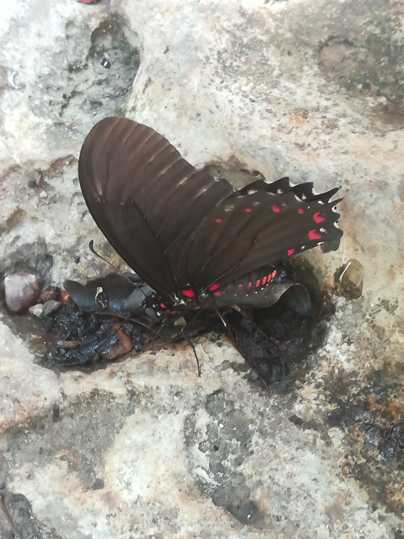 Mimoides phaon (Boisduval, 1836)