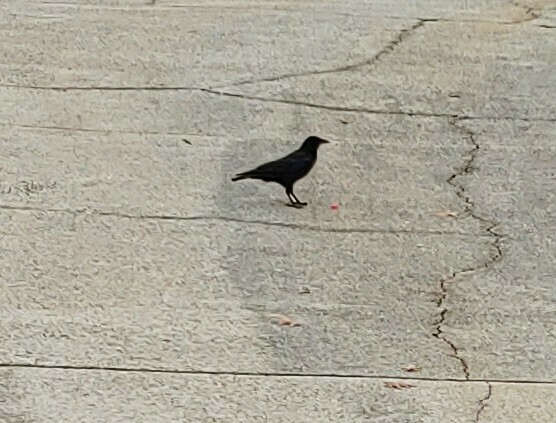 American Crow from Gwinnett, Georgia, United States on December 27 ...