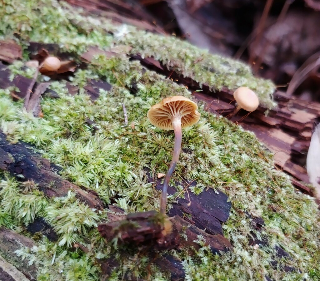 pinelitter gingertail from Dekalb County, GA, USA on December 27, 2024 ...