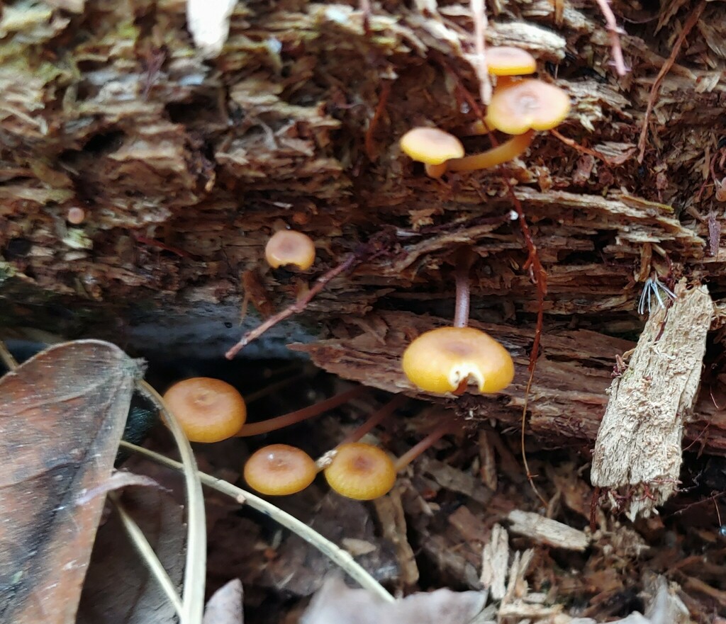 Xeromphalina from Dekalb County, GA, USA on December 27, 2024 at 10:54 ...