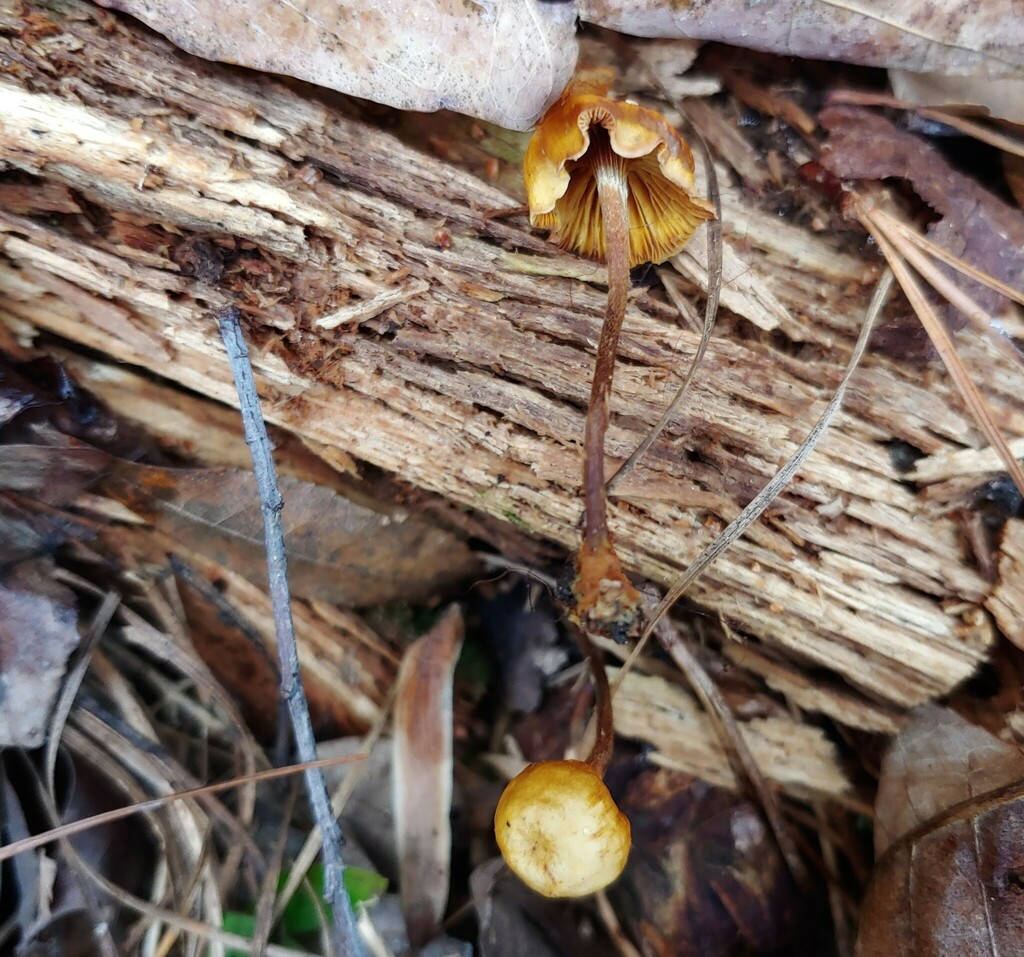 Xeromphalina from DeKalb, Georgia, United States on December 27, 2024 ...