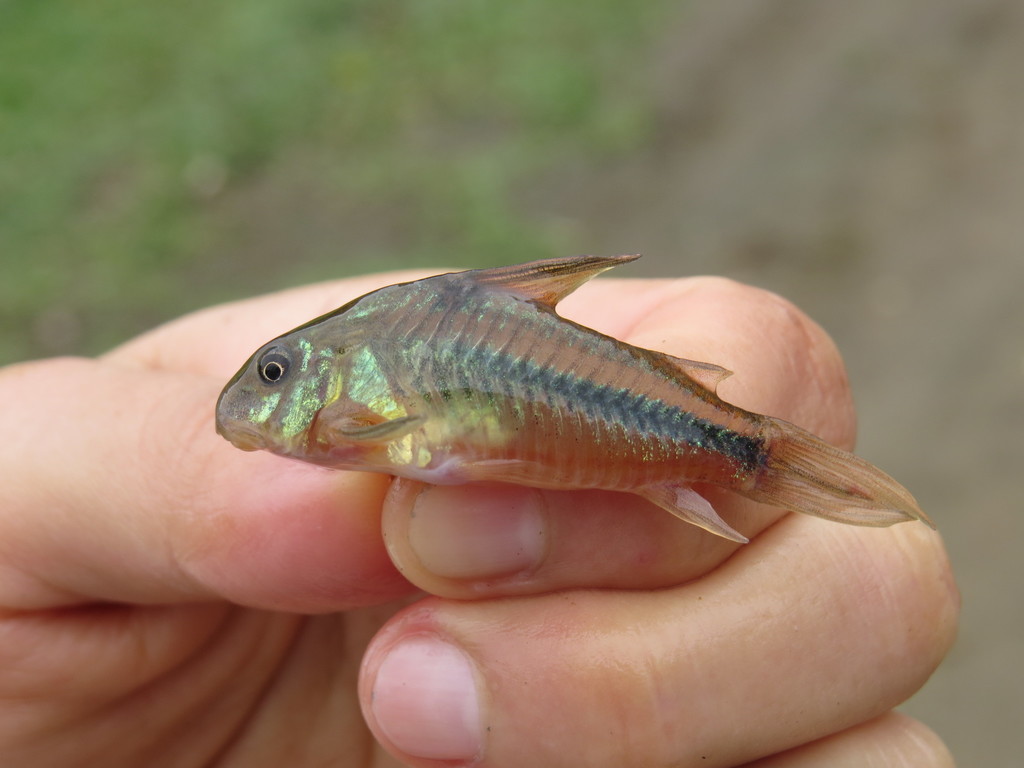 Callichthyid Armored Catfishes (Callichthyidae) - Marine Life ...