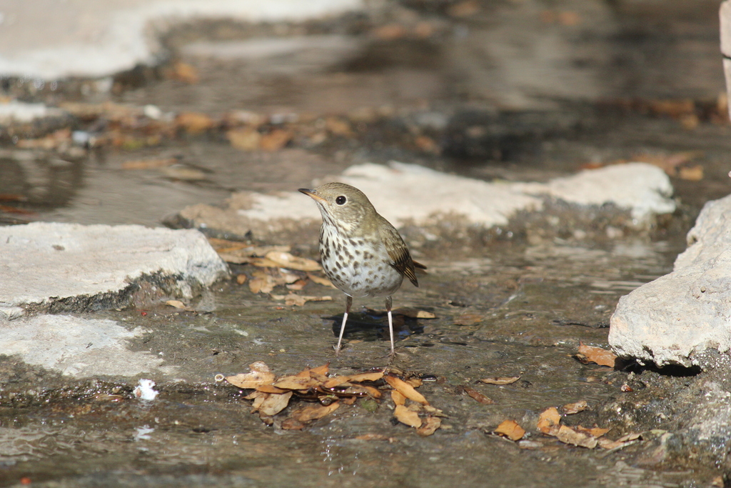 Hermit Thrush from Jeff Davis County, TX, USA on November 29, 2023 at ...