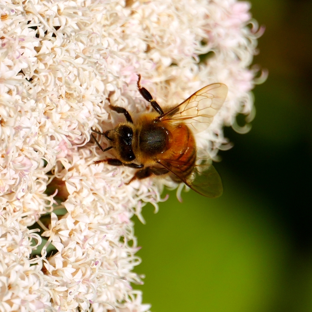 Western Honey Bee from Woods of Shavano, San Antonio, TX, USA on ...