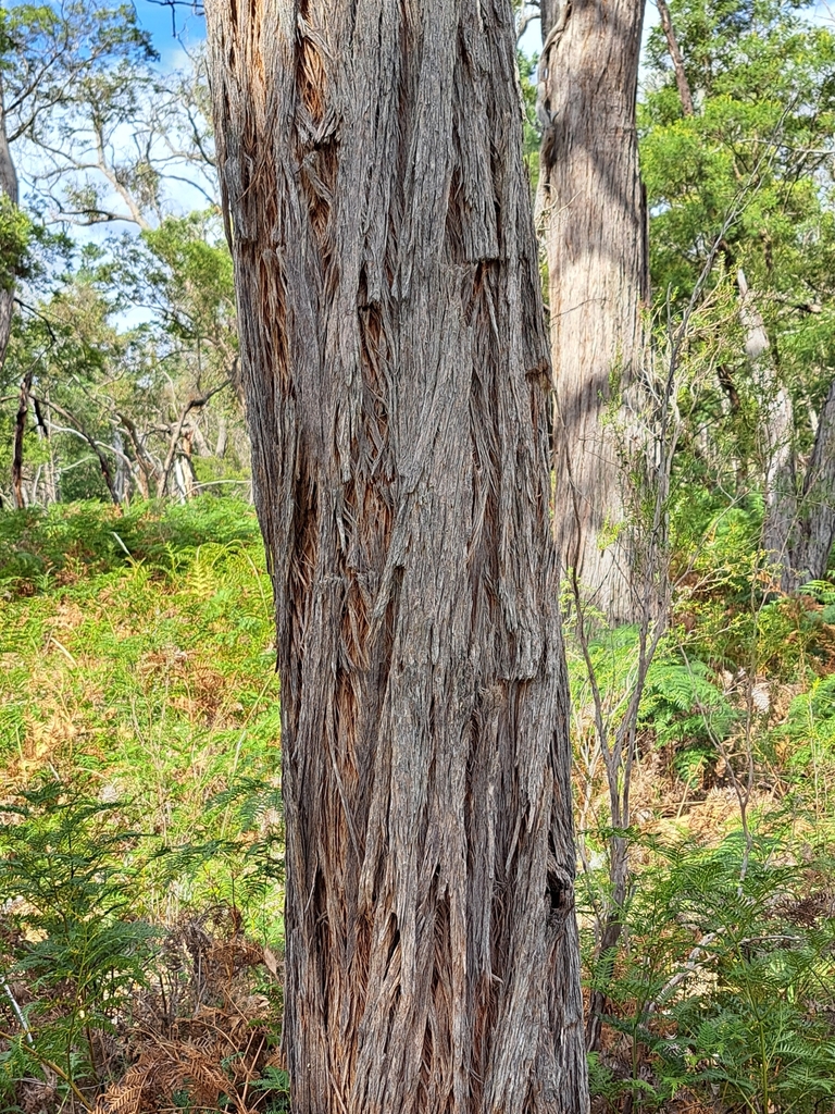 Brown Stringybark from Lake Mundi VIC 3312, Australia on December 27 ...