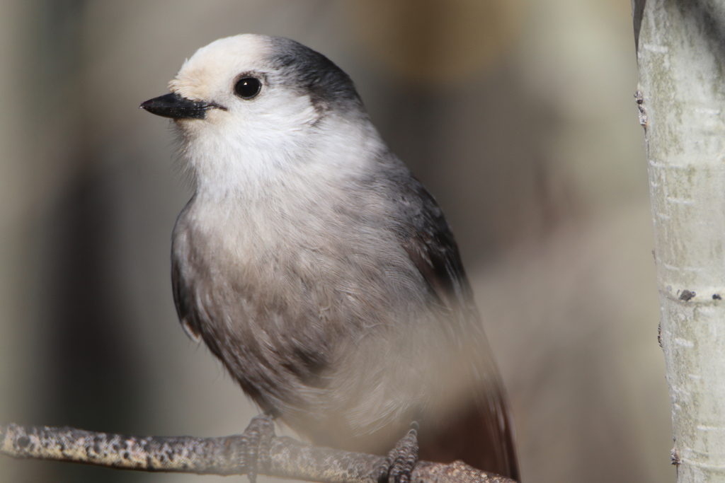 Idaho Jay from Pincher Creek No. 9, AB, Canada on October 10, 2024 at ...