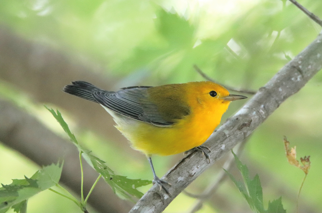 Prothonotary Warbler from Chariton County, MO, USA on September 04 ...
