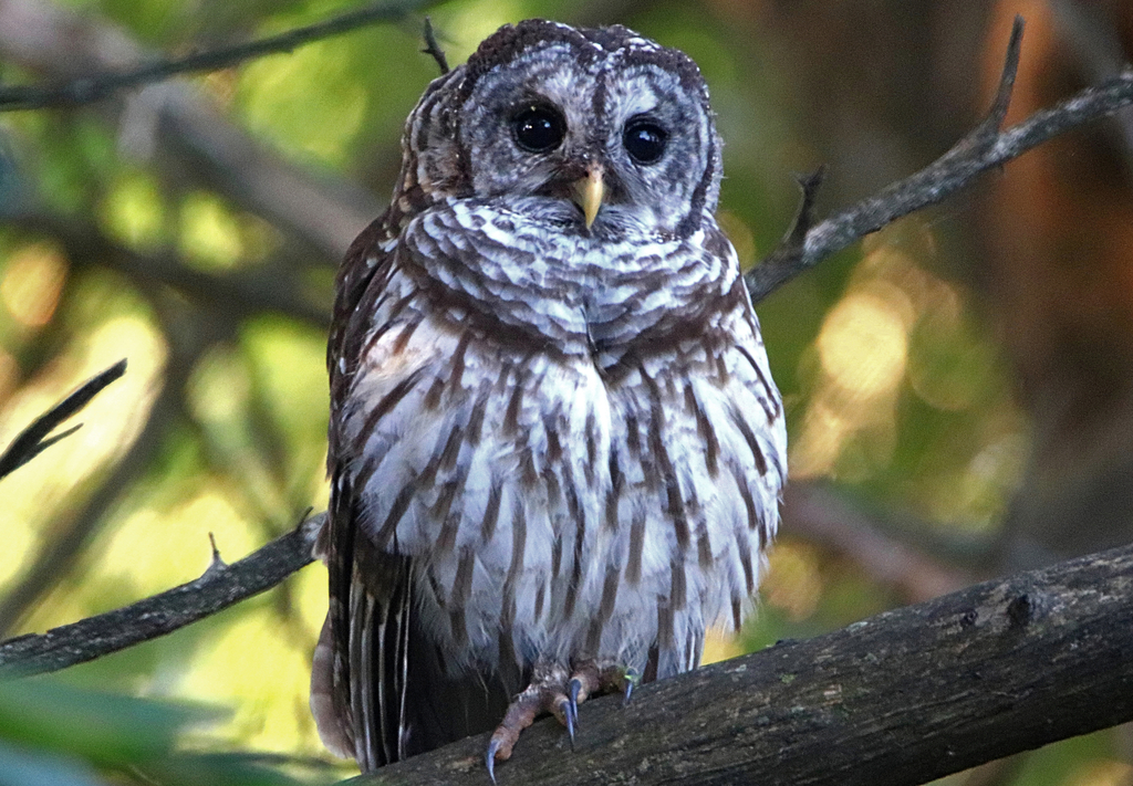 Northern Barred Owl from Chariton County, MO, USA on September 4, 2024 ...