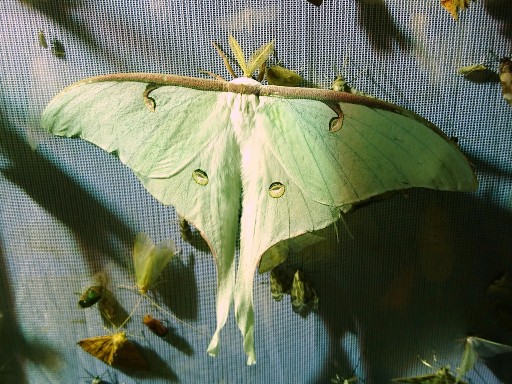 Mexican Moon Moth from San Juan Bautista Atatlahuca, Oax., México on ...