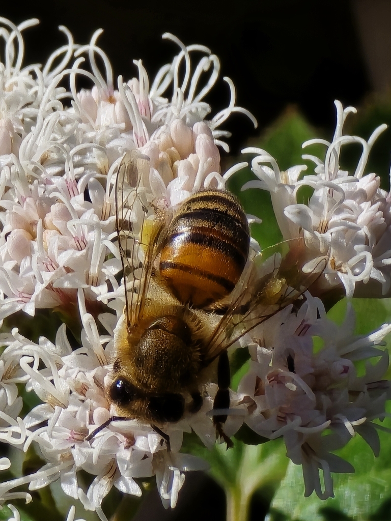 Western Honey Bee from Tarrytown, Austin, TX 78703, USA on December 27 ...