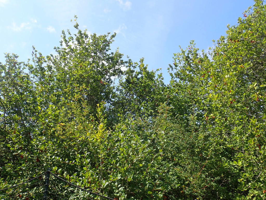 Black Hawthorn (Handbook for the Native Trees of Oregon) · iNaturalist