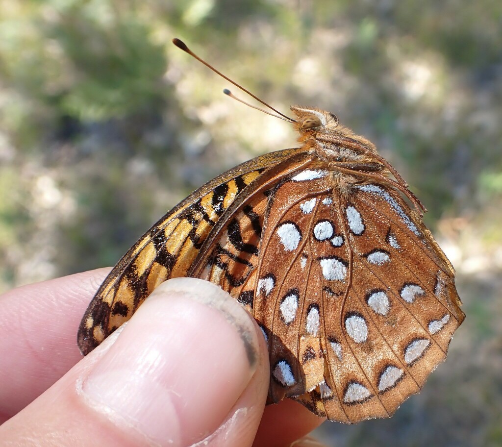 Aphrodite Fritillary in August 2024 by Angus Mossman. Barrens/sand ...