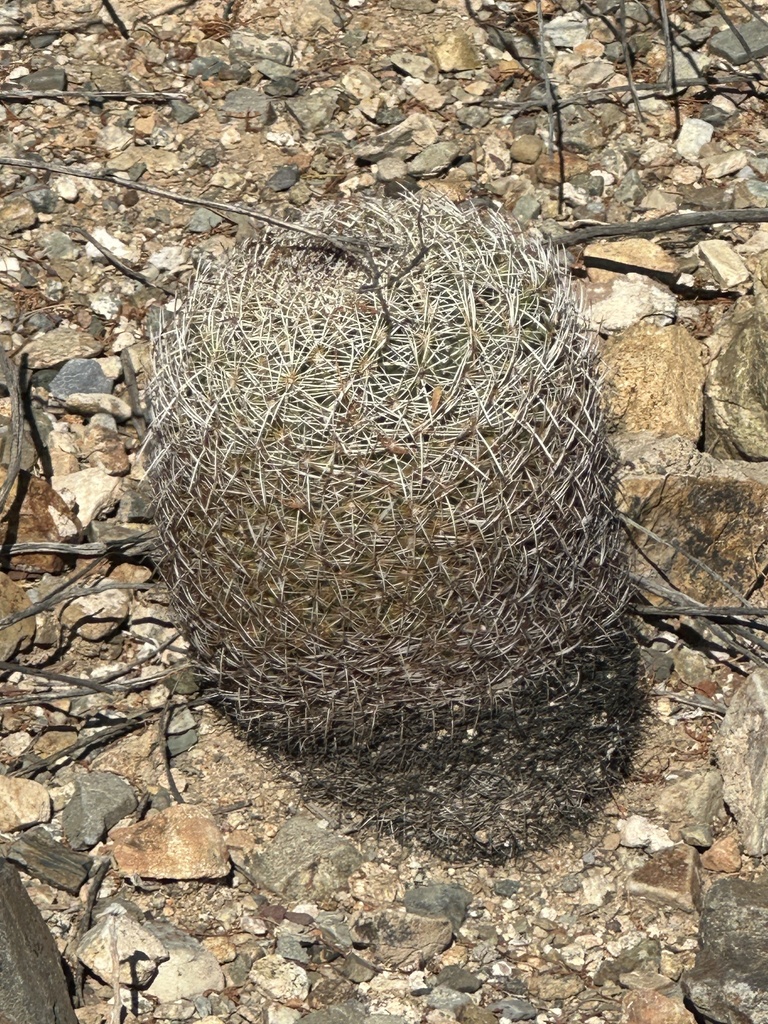 Acuña Cactus from Arizona-Sonora Desert Museum, Tucson, AZ, US on ...
