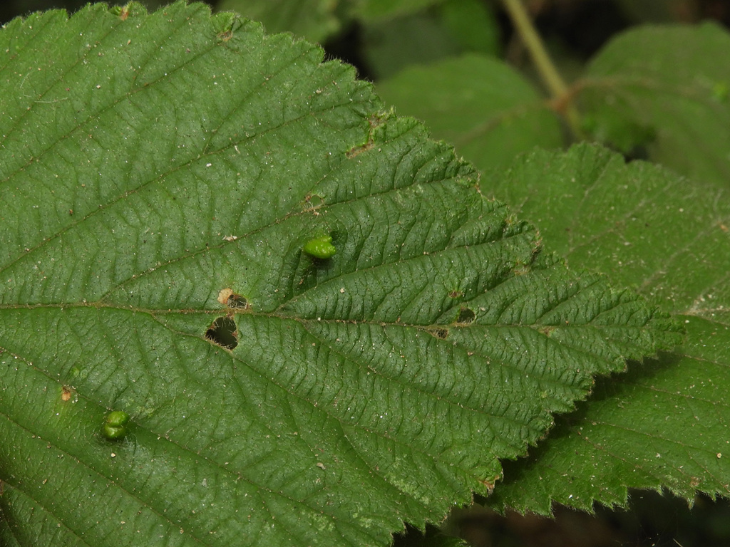 Gall and Rust Mites from South Nandi Forest, Kaptumo, Kenya on January ...