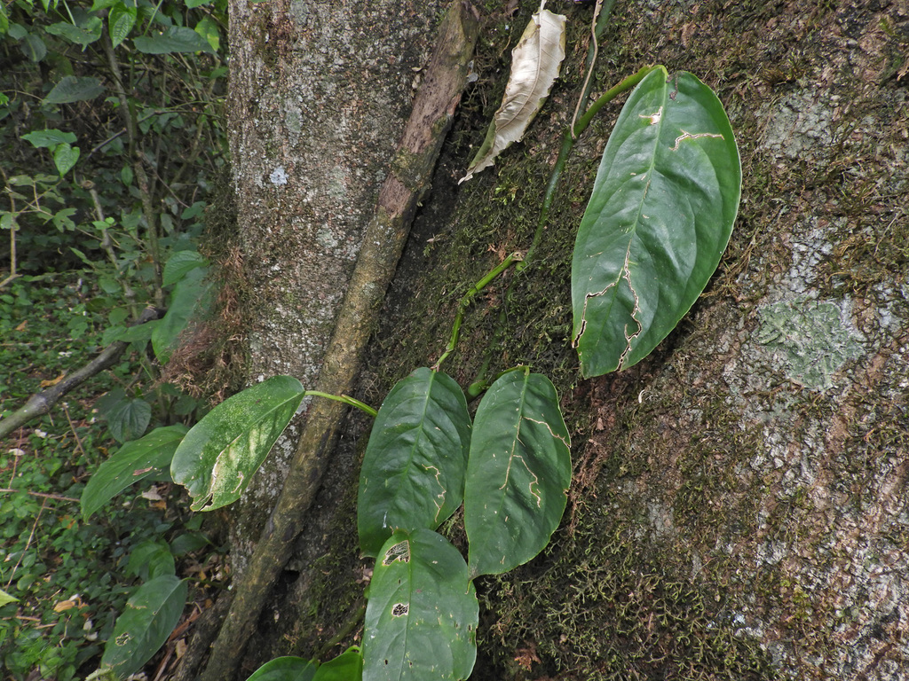 arum family from South Nandi Forest, Kaptumo, Kenya on January 08, 2023 ...