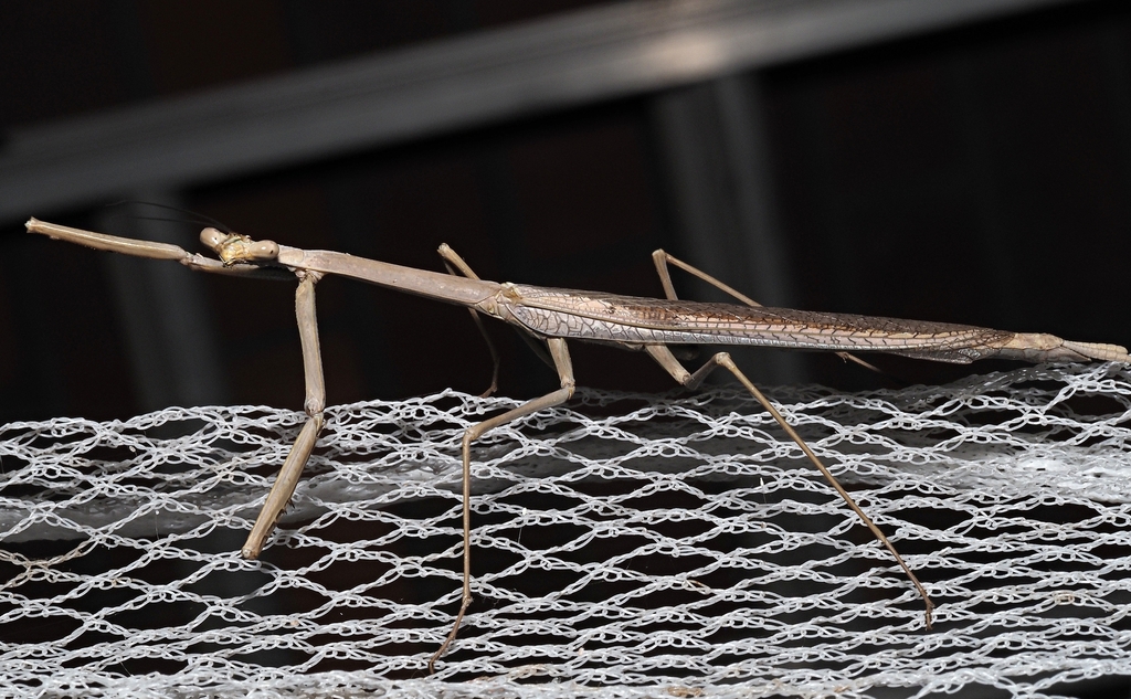 Australian Grass Mantises from Kalamunda WA, Australia on December 13 ...