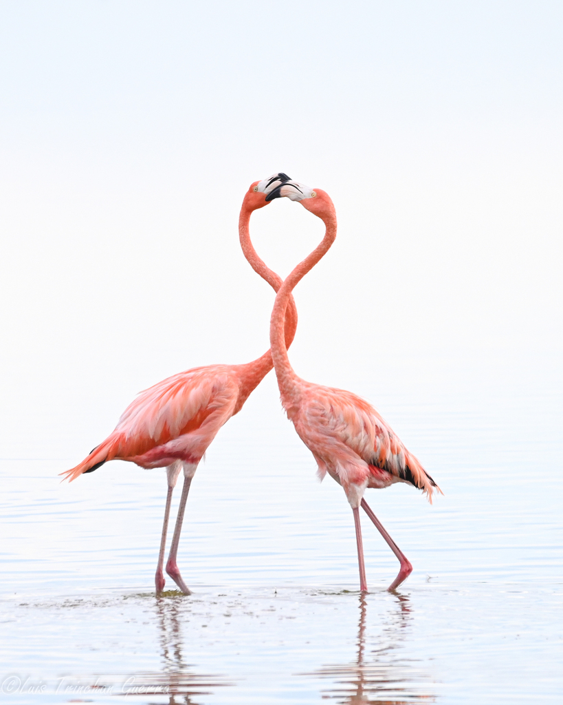 American Flamingo from Progreso, Yucatan, Mexico on December 26, 2024 ...