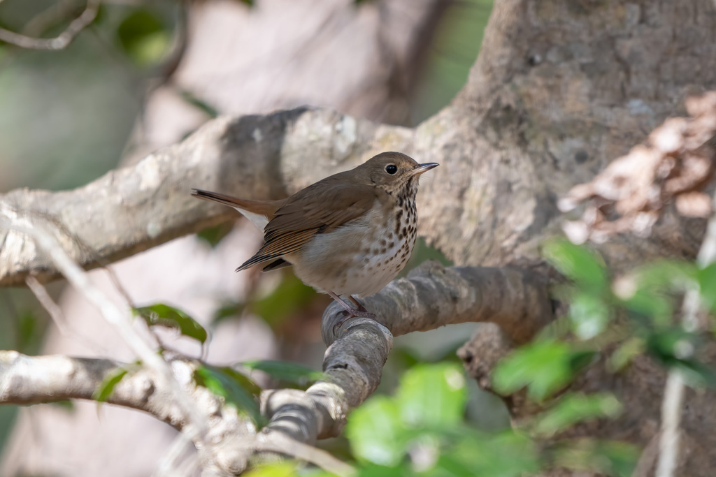 Hermit Thrush from Gloucester County, VA, USA on December 27, 2024 at ...