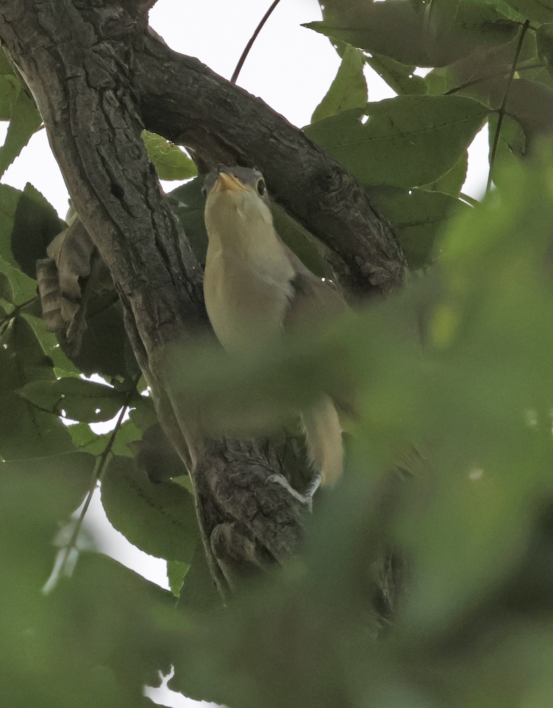 Yellow-billed Cuckoo in September 2024 by Ron Goetz · iNaturalist