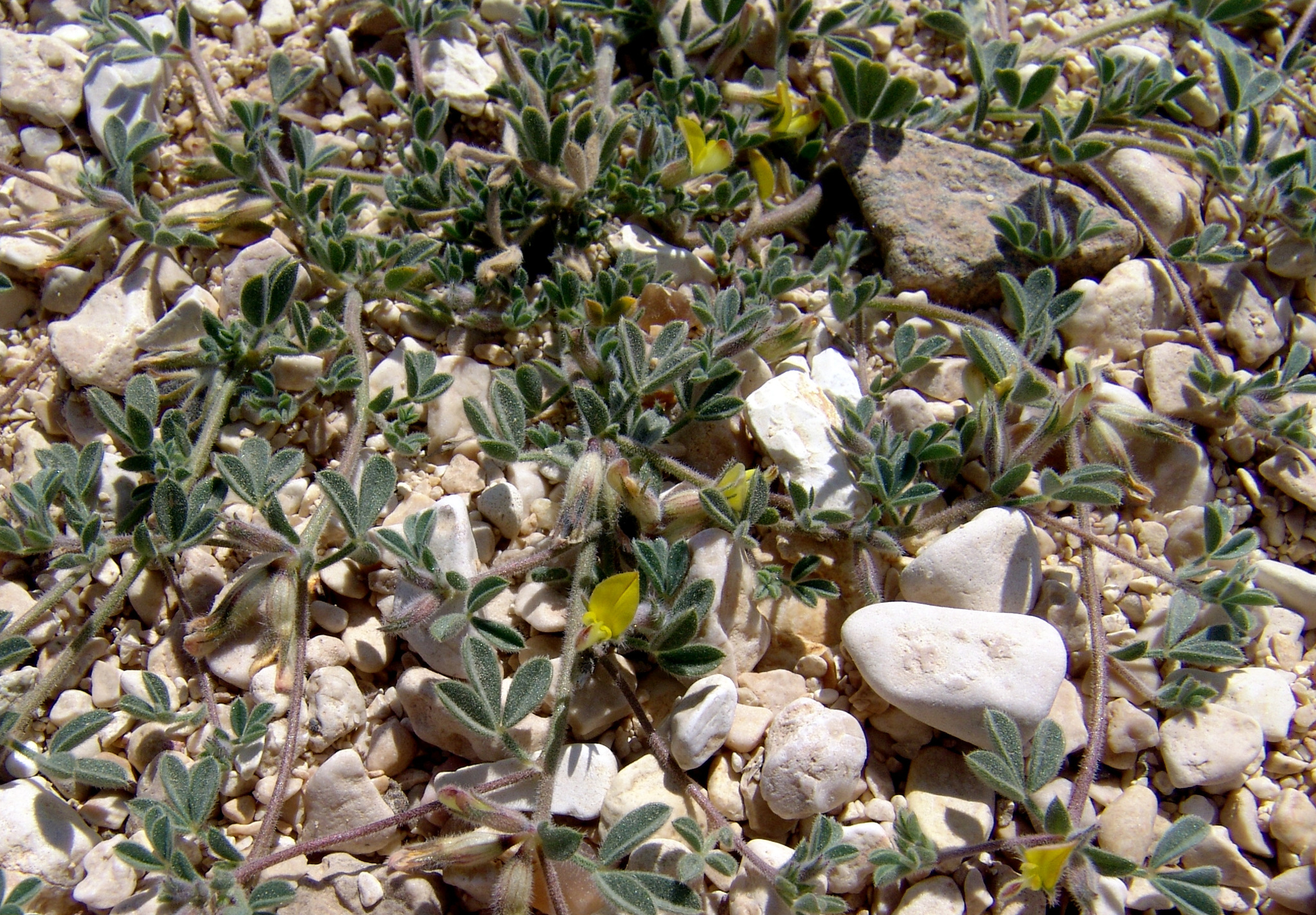 Lotononis platycarpa (Viv.) Pic.Serm.