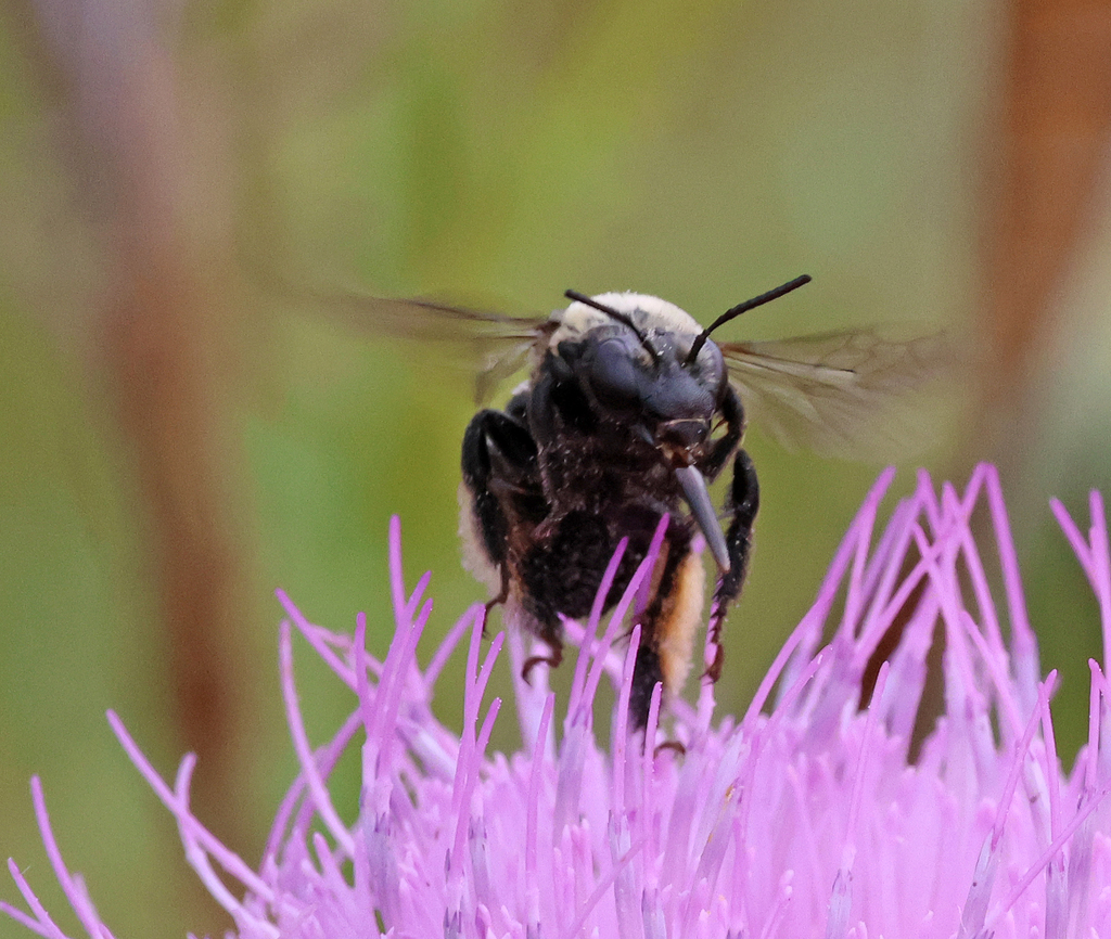 Eastern Thistle Longhorn Bee in September 2024 by Ron Goetz. Female ...