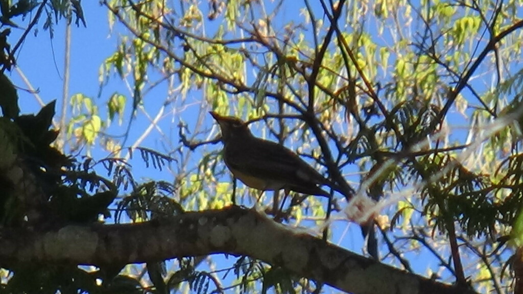 San Lucas Robin from La Paz, BCS, Mexico on December 14, 2024 at 09:45 ...