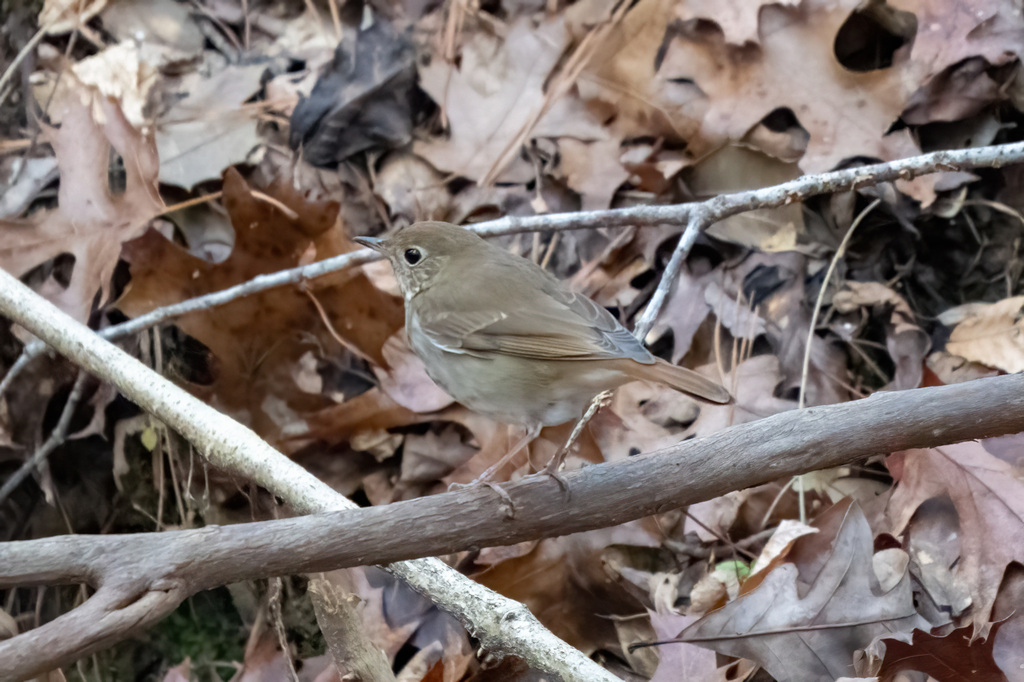 Hermit Thrush from Gloucester County, VA, USA on December 27, 2024 at ...