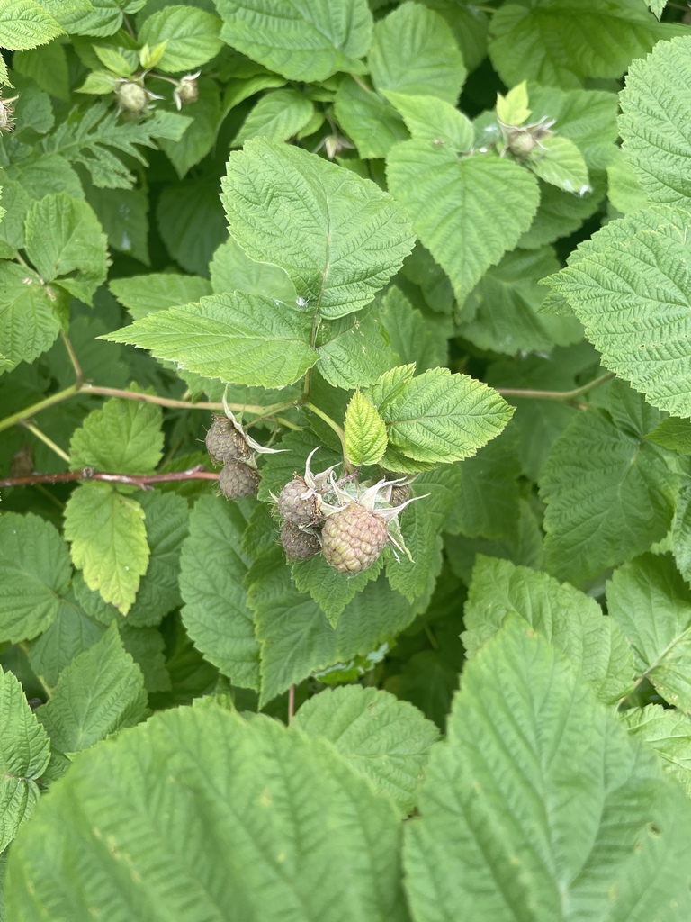 red raspberry from Lake Koshkonong, WI, USA on June 13, 2024 at 12:45 ...