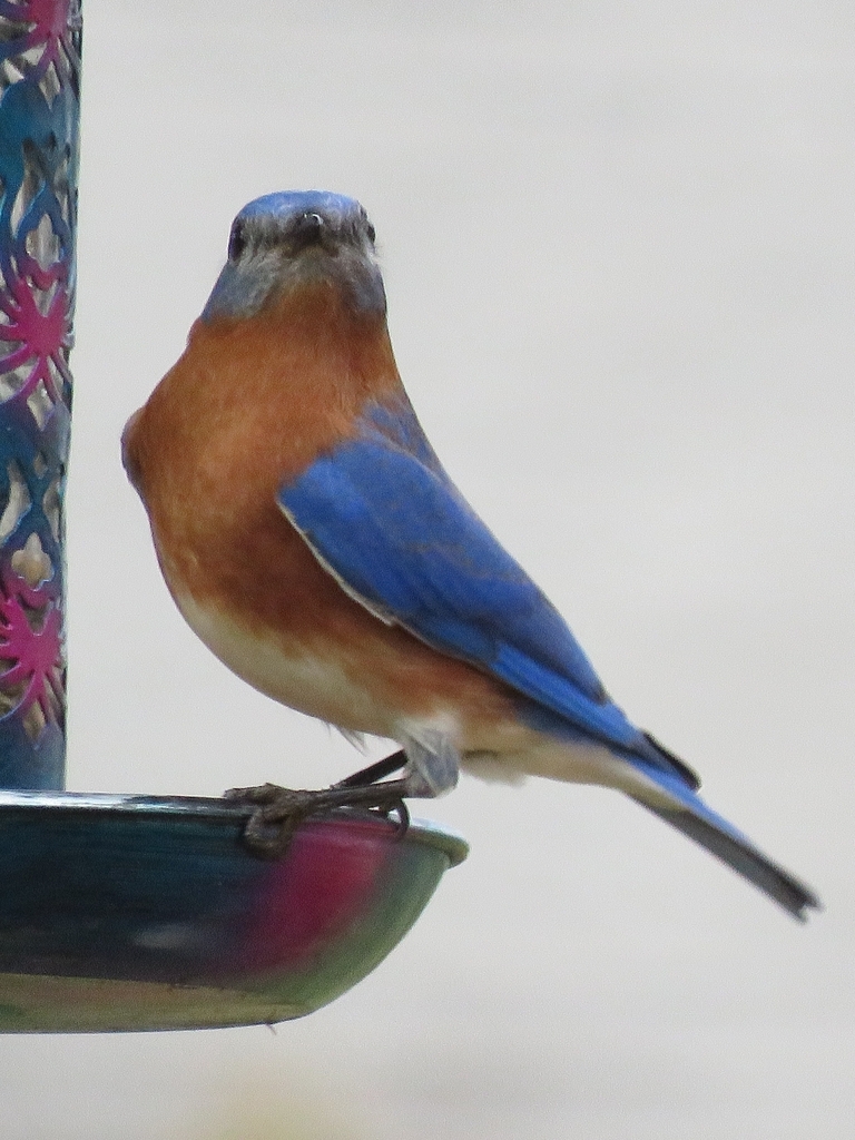 Eastern Bluebird from Palm Coast, FL, USA on December 27, 2024 at 04:00 ...