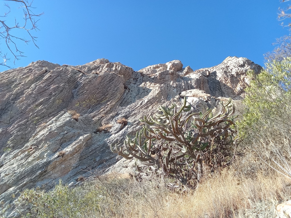 Blue Myrtle-cactus from Peña de Bernal, 76680 Qro., México on December ...