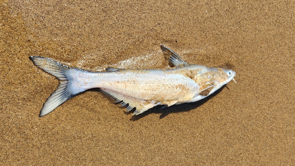 Blue Catfish from Prince George's County, MD, USA on September 14, 2024 ...