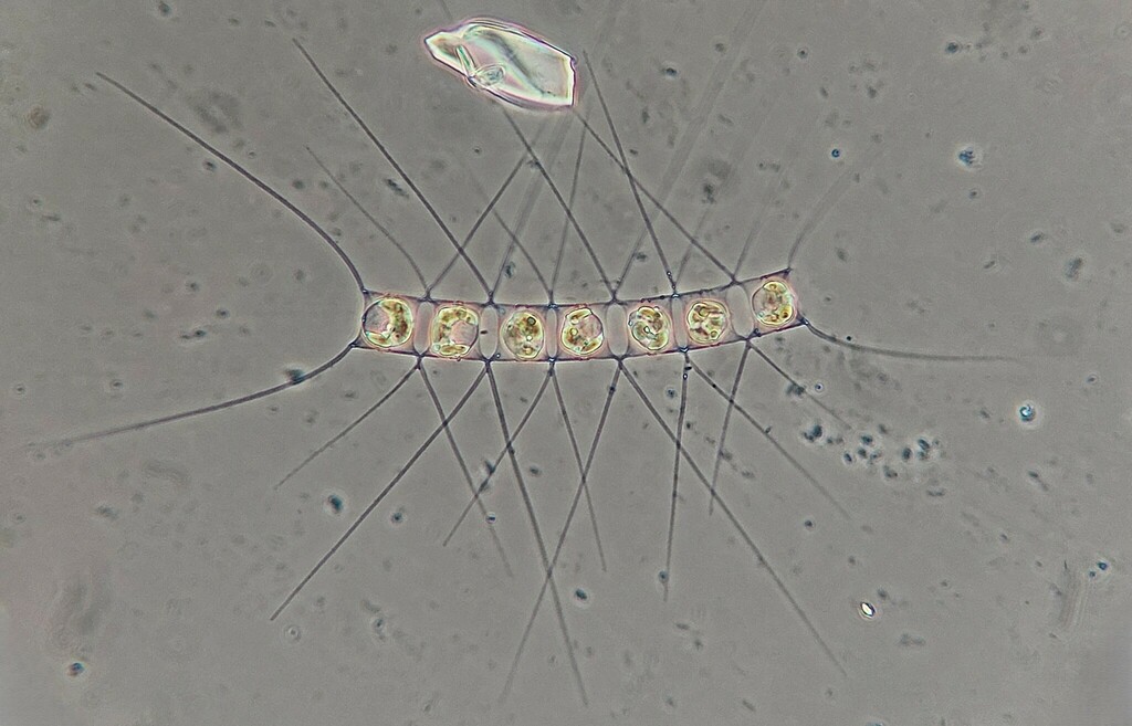 Chaetoceros in December 2024 by Alex Kenins · iNaturalist