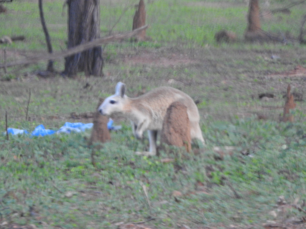 Northern Nail-tail Wallaby in December 2024 by Allan Lugg · iNaturalist