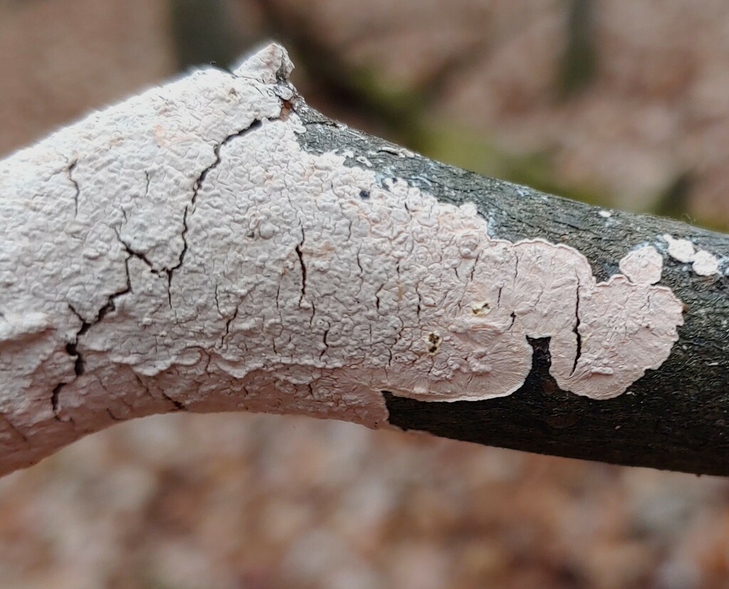 Corticium roseum from Dekalb County, GA, USA on December 27, 2024 at 12 ...
